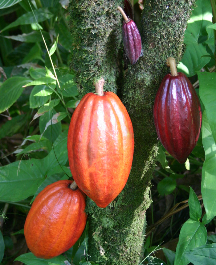 Nyan Mei Nursery (Fruit Trees): The Benefit of Cocoa 可可的好处