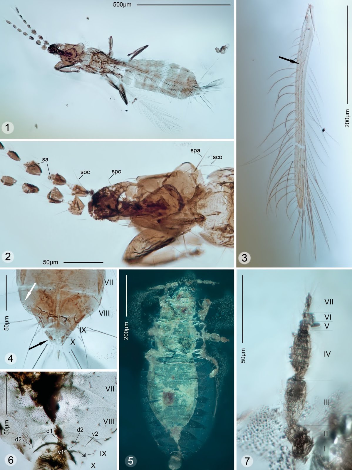 Species New to Science: [PaleoEntomology • 2020] Merothrips aithiopicus ...