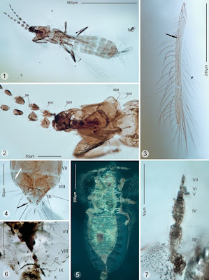 Species New to Science: [PaleoEntomology • 2020] Merothrips aithiopicus ...