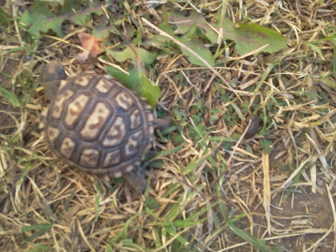 La vida de mi tortuga Solcito ♥: ¿Cómo defecan las tortugas? (vídeo)