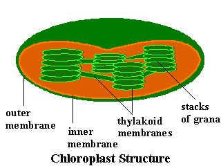Knowledge Class: Plastids: Diverse Membrane-Bound Organelles in Plant ...