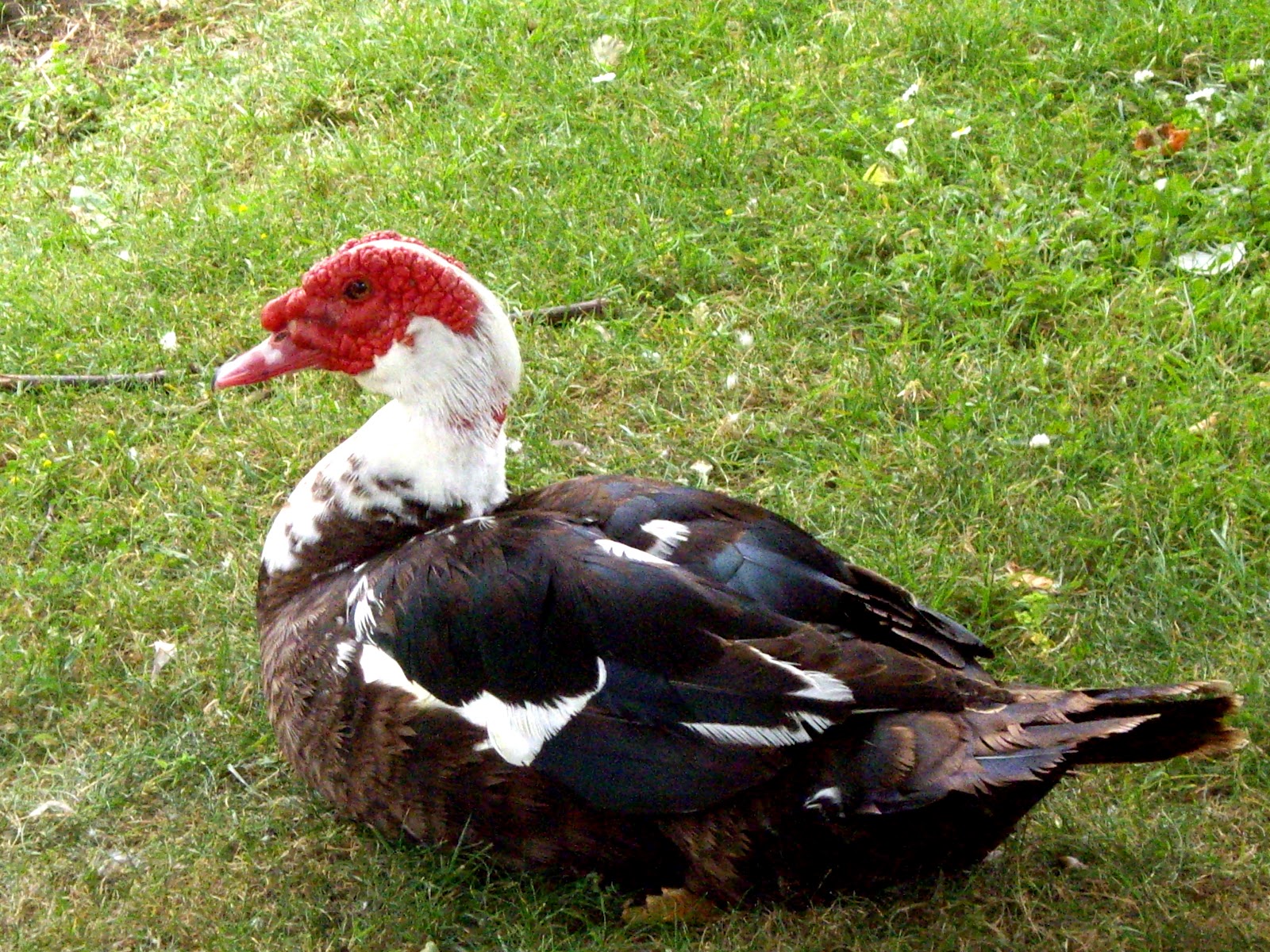 Animales Exoticos: Informacion del Pato Criollo