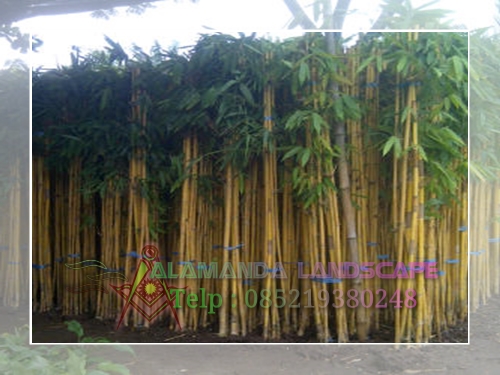 TANAMAN PAGAR | TANAMAN HIAS | BAMBU KUNING/BAMBU PANDA | BAMBU JEPANG ...