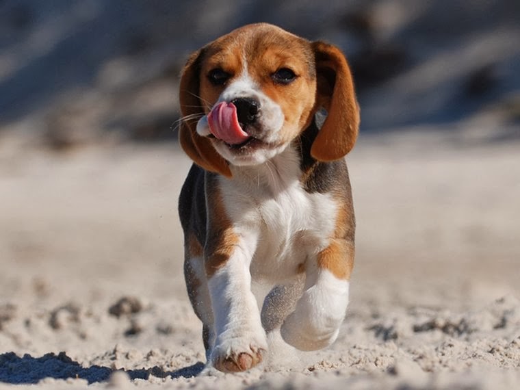 SŁODKIE CZWORONOGI: BARDZO MAŁE RASY PSÓW