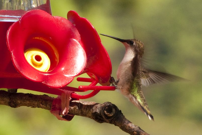 Teratology: Native Birds of Cape Cod