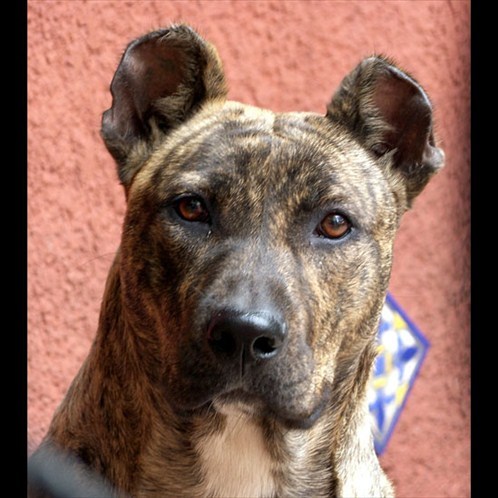 Doggies!: Perro cimarrón uruguayo