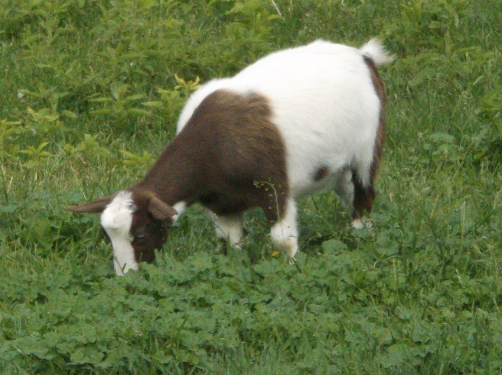 Tye Dye Acres: Fainting Goat Colors and Patterns!