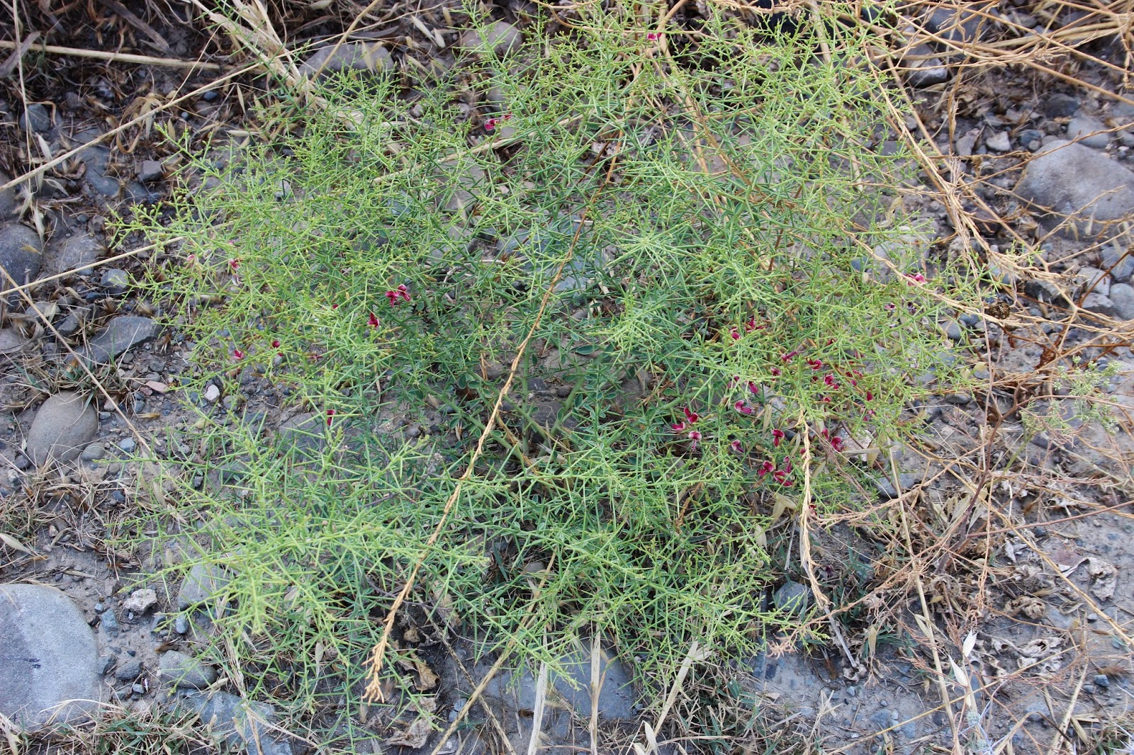 Biodiversity of Cyprus by NGO Protection of the Natural Heritage and ...