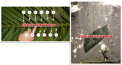 Membangun Perkebunan Kelapa Sawit: Cara Melaksanakan LSU