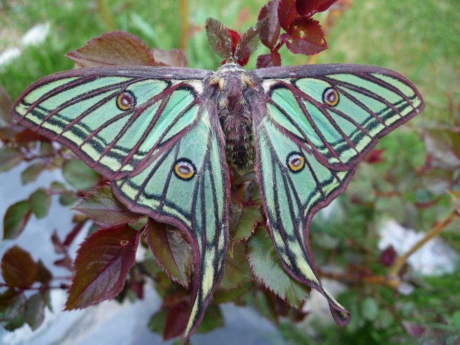 Escola de naturalistes: Papallones