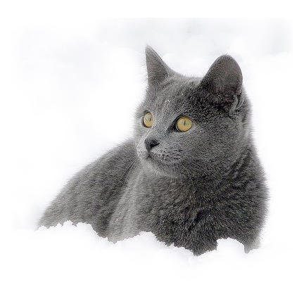 troadoes: Snow Cats and Sweetest Fridays: Time for Sweetest Grey ...
