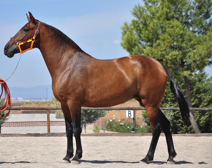 El Mundo del Caballo: ¿Conoces el PRE?