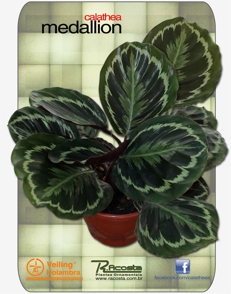 Meu Cantinho Verde: CALATHEA - Variedades