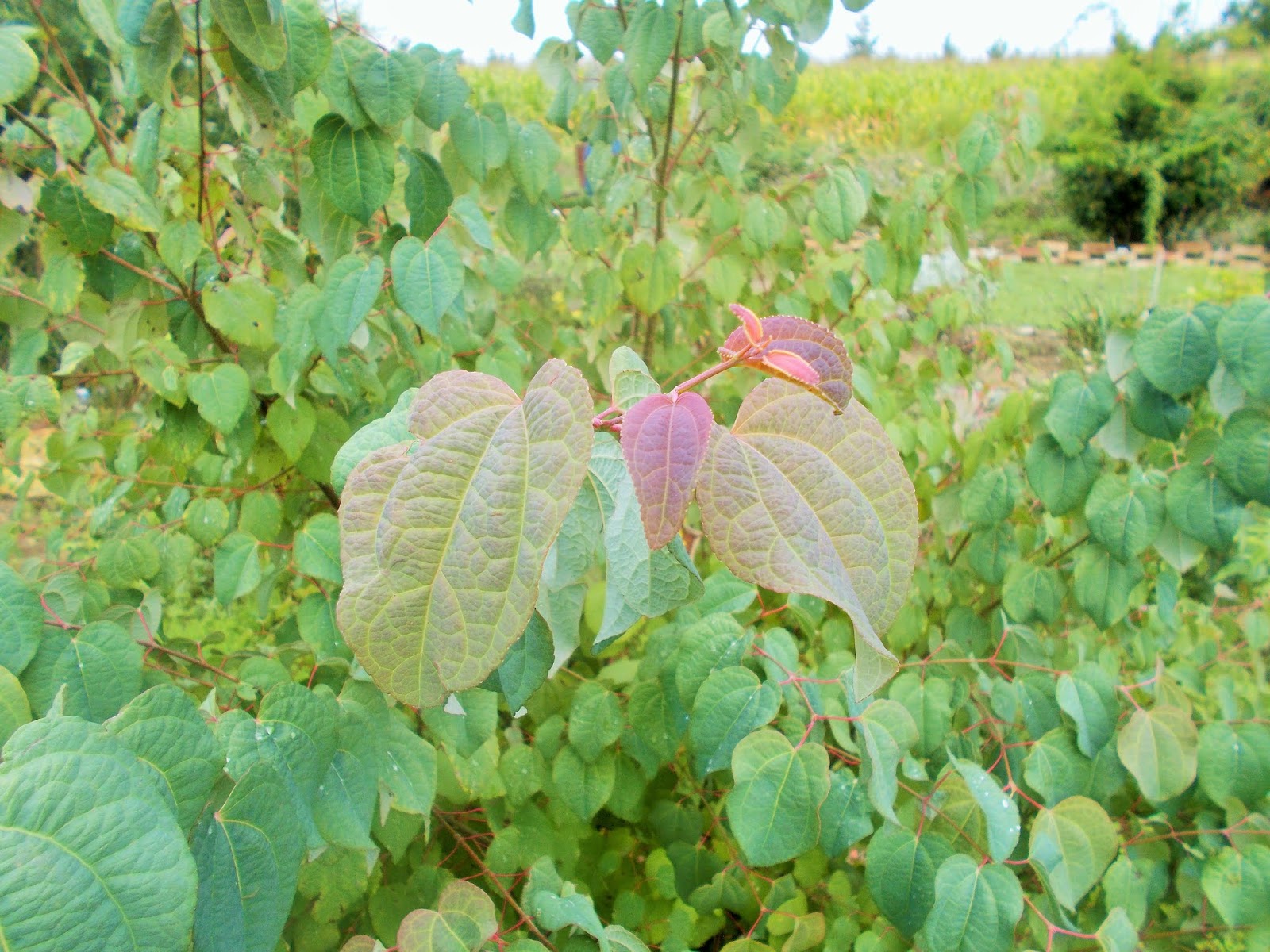 Csodás kertem: Miért ültessünk fát? - Kerti körkép augusztus elején