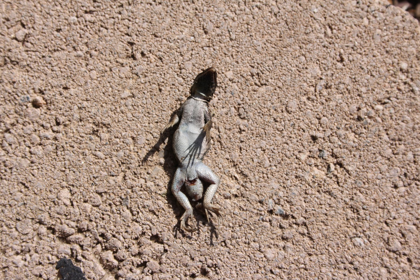 Dear Person Reading This,: Poking Dead Things