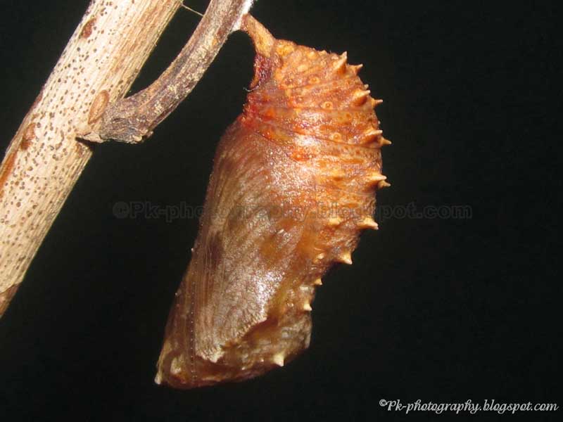 Butterfly Chrysalis | Nature, Cultural, and Travel Photography Blog