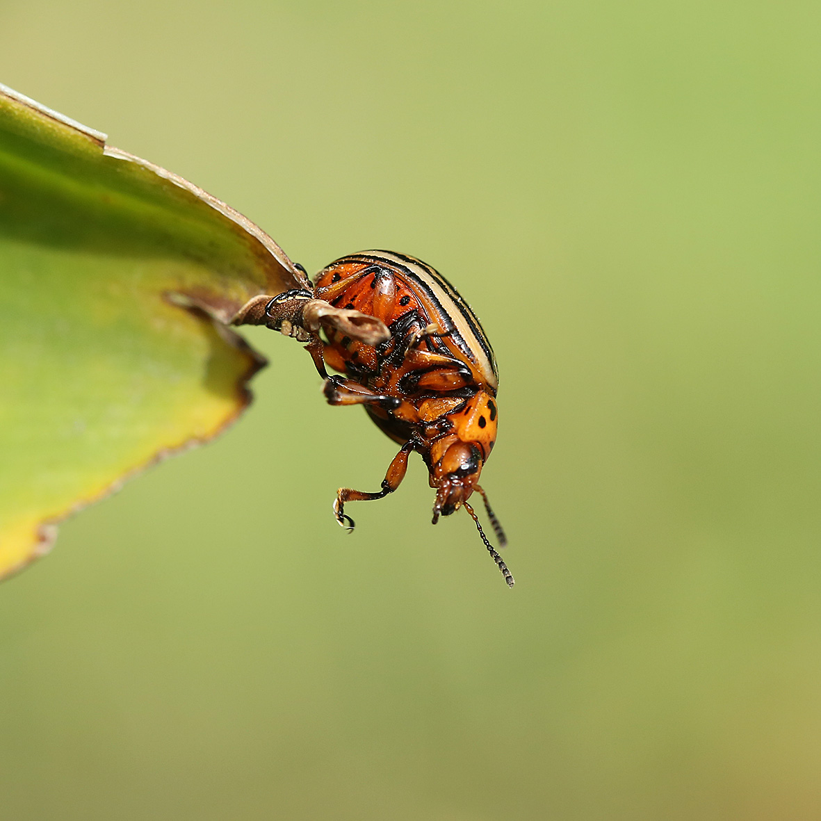 Peter De Craene Natuurfotografie: Coloradokever in Zomergem