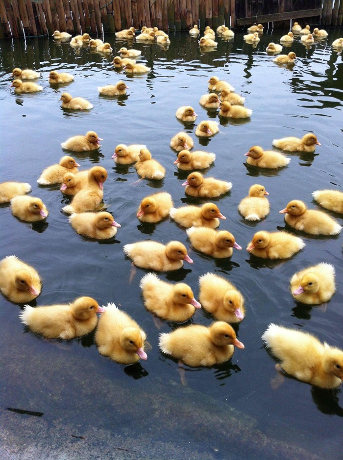 25 Cute baby animals (25 pics) | Amazing Creatures