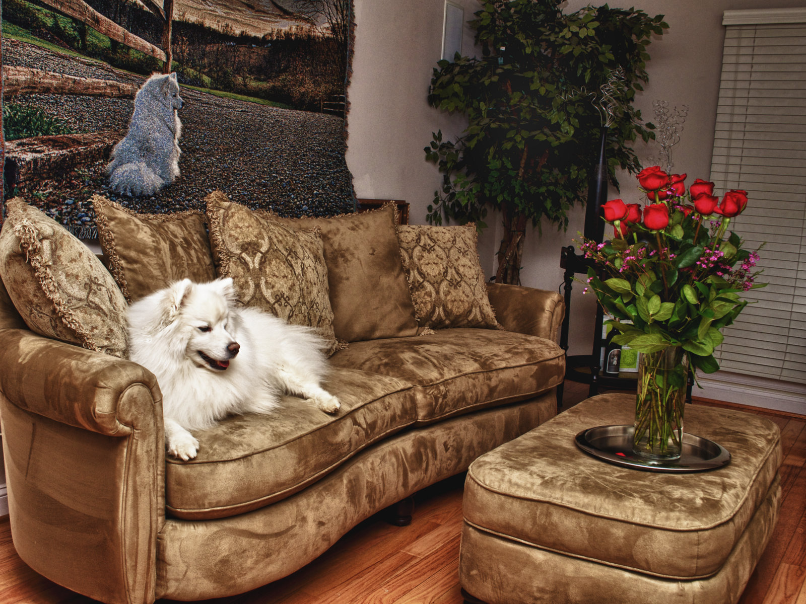 The love of Kate's life...Schmoopy