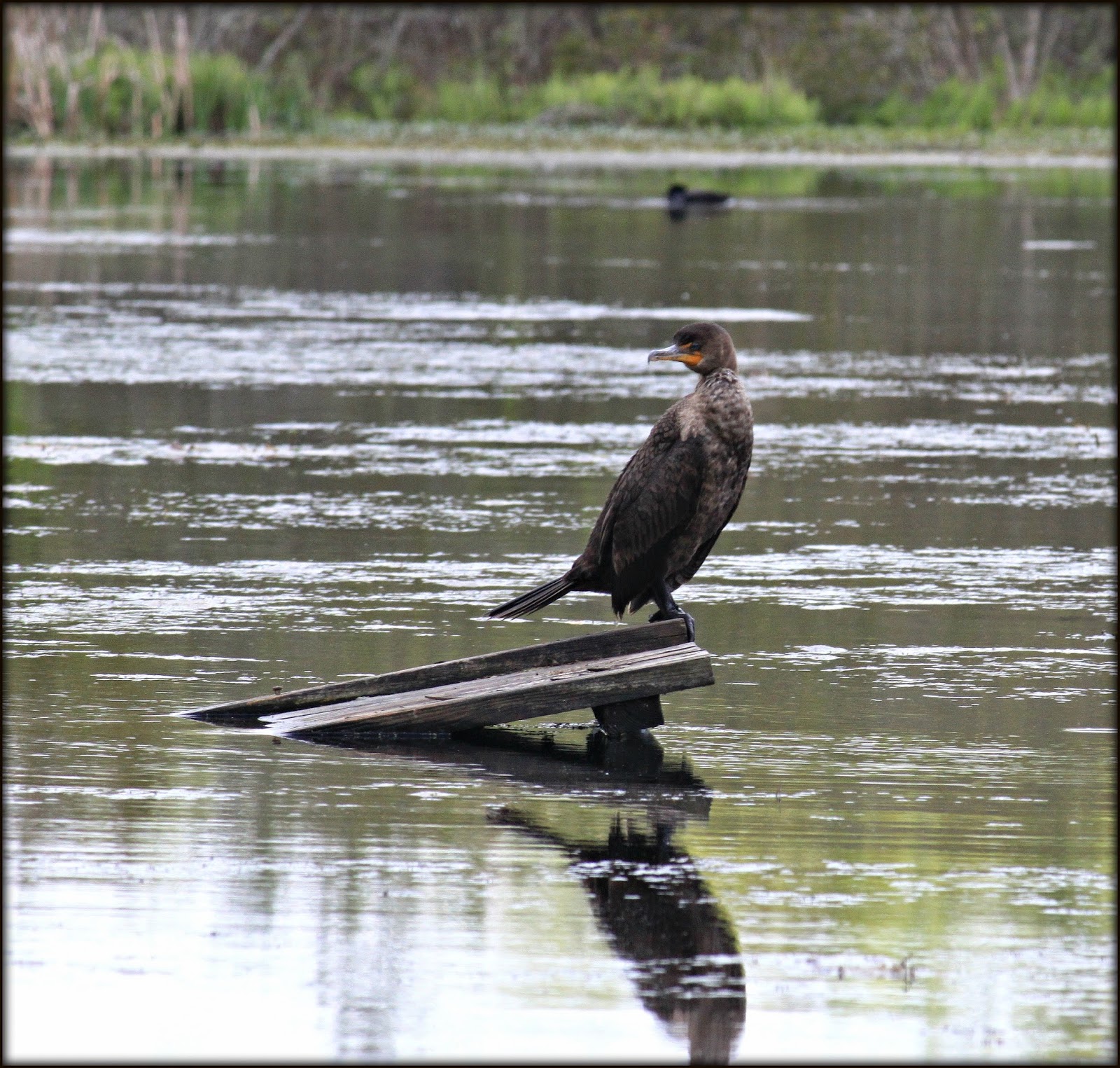 Through Carol's Lens: Critters