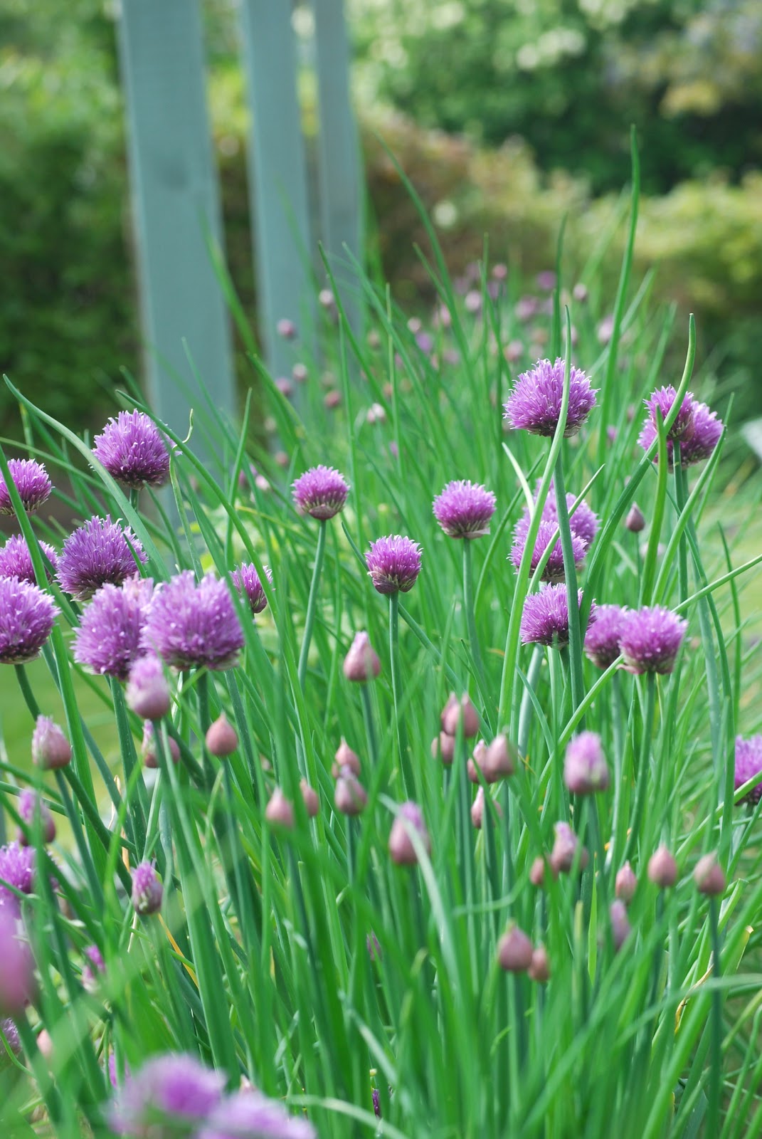 Clare Matthews' Garden Blog: Free chive edging is looking great.