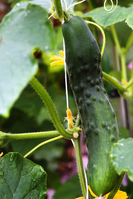 Millas Trädgård: Här dansar Herr Gurka...