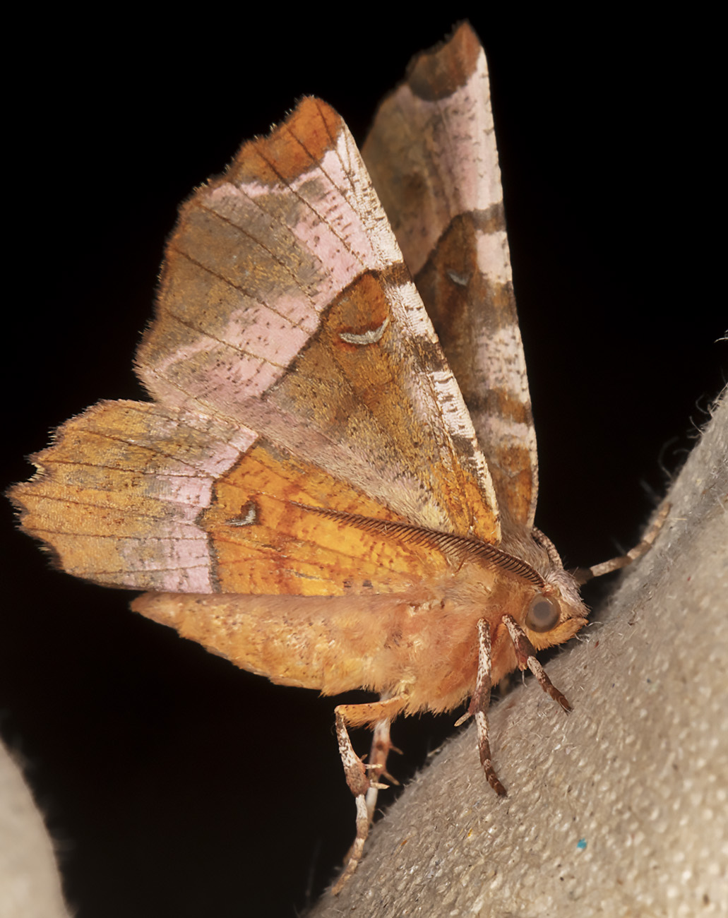 More Thorns | Naturally