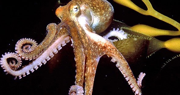 Obscuring & Outwitting: Octopuses, Octopi, or Octopodes