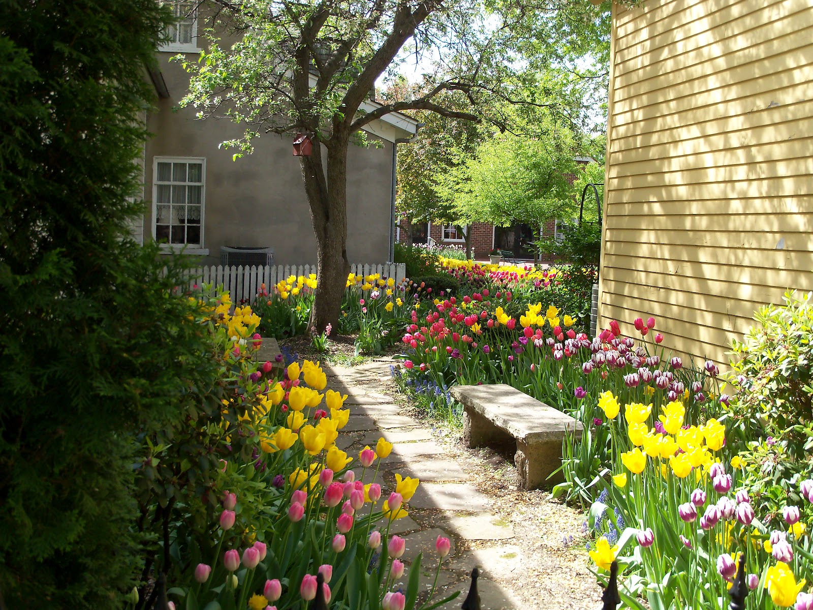 Beyond The Garden Gate: Tulips are special!