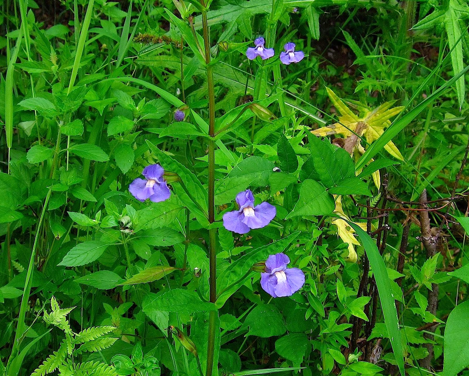 Saratoga woods and waterways: The River in Bloom