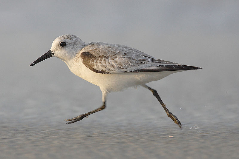 Variety of Life: Calidris