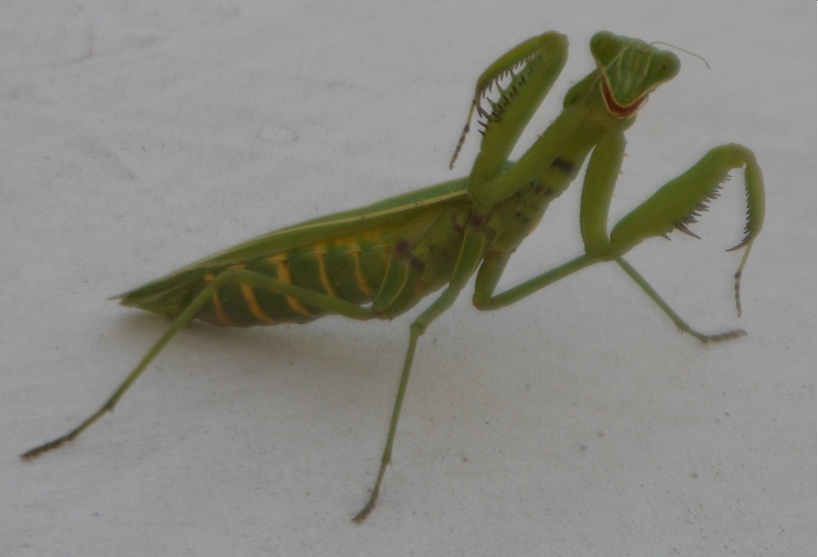 AMUSING WORLD: The Green Praying Mantis