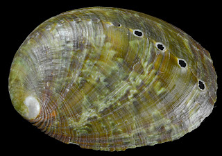 Dr. Lee's Gallery Museum: Haliotis glabra 43.56mm 菲律賓鮑螺