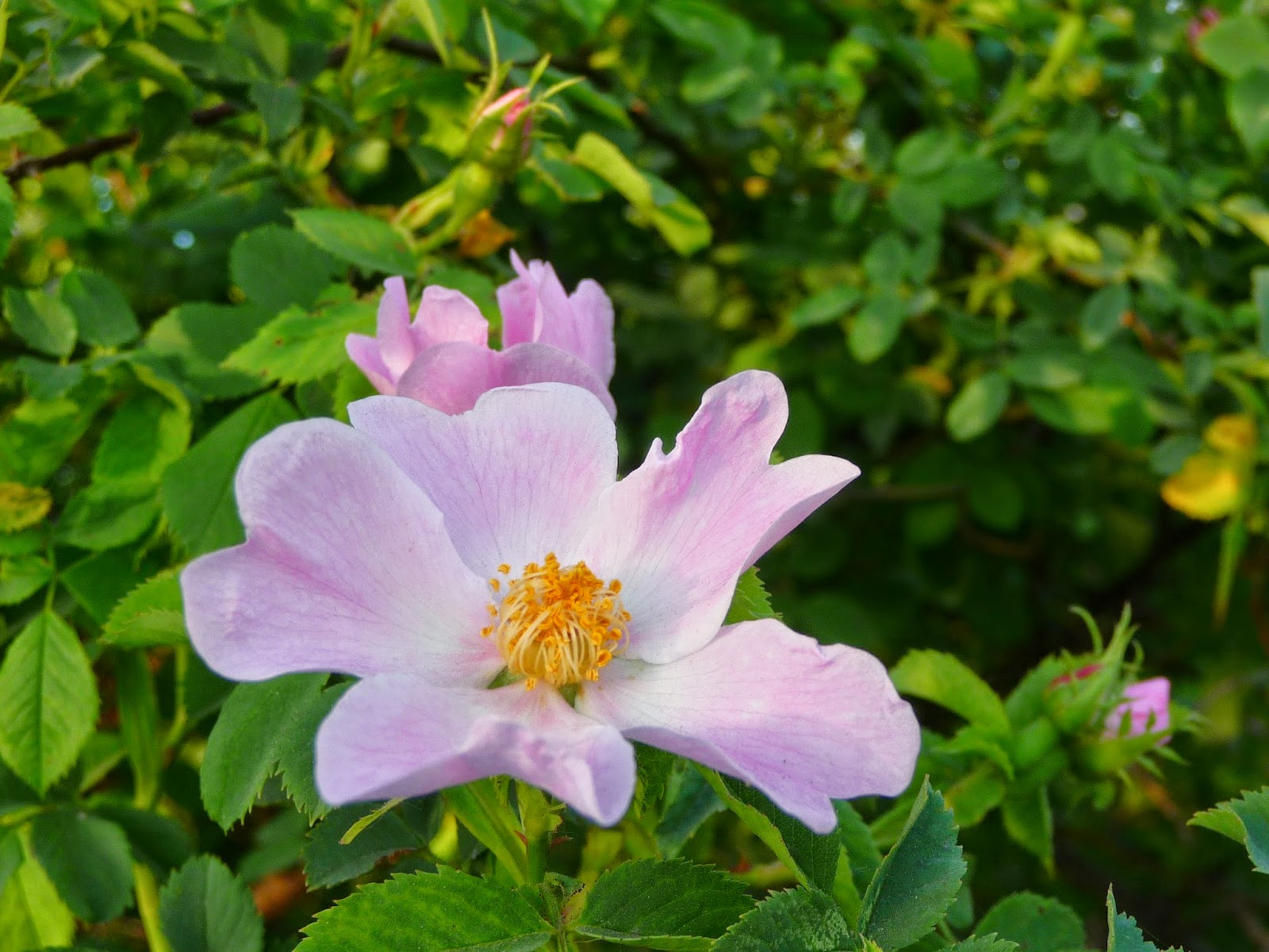 ifim: Flori de măceș