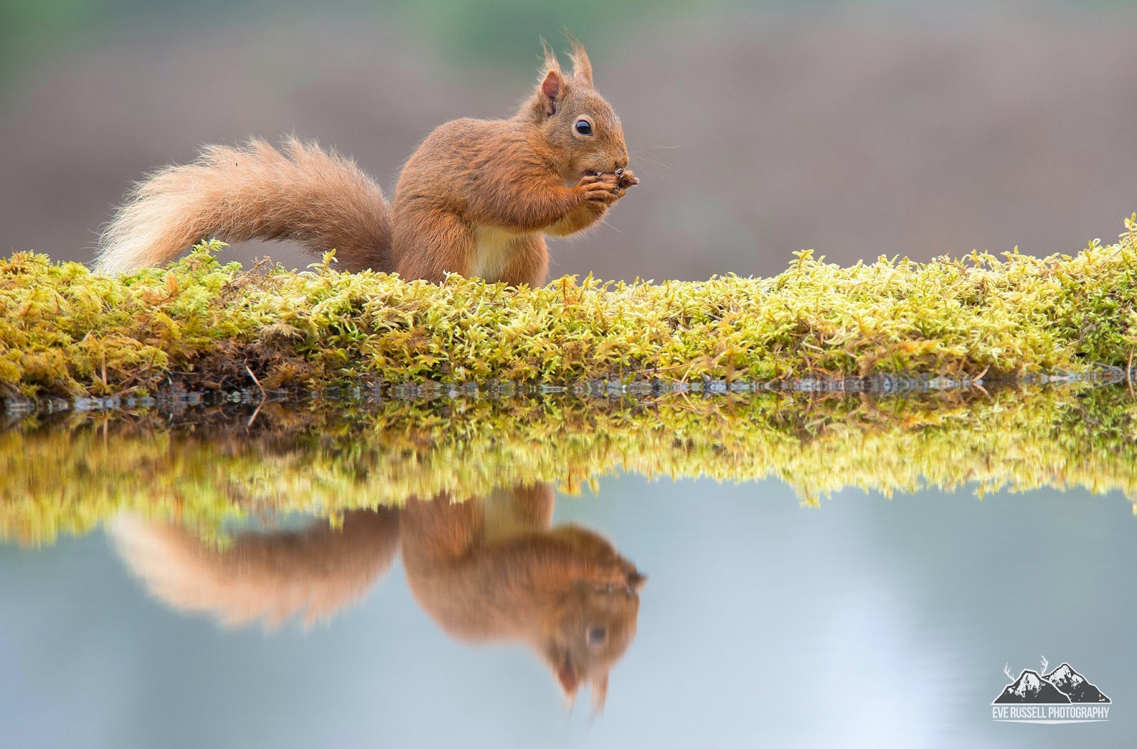 WILDWATCHER: Red Squirrels - Red Squirrel photography workshops & hide ...