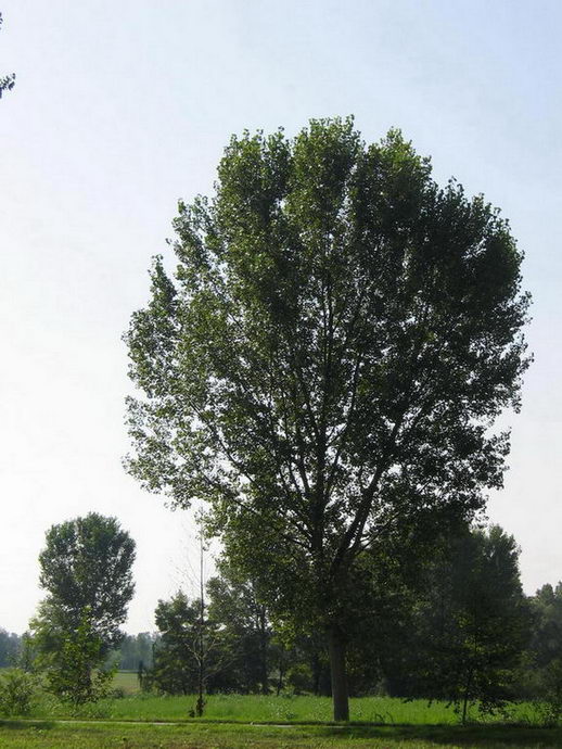 Il pioppo | Orme dell'Anima©