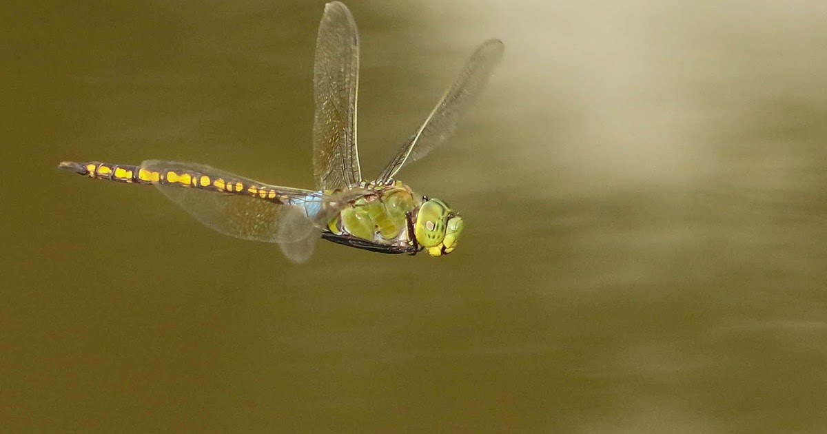 VietOdonata: Anax indicus Lieftinck, 1942