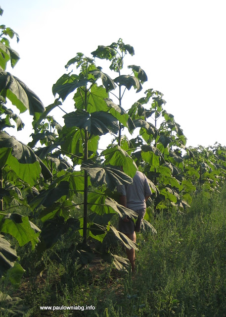 PAULOWNIA.BG ltd. * ПАУЛОВНИЯ.БГ ООД: Shan tong