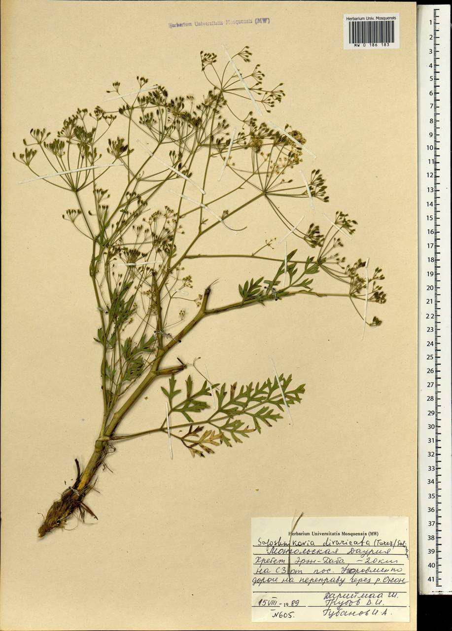 Всё о бегониях и не только...: Сапожниковия растопыренная ...