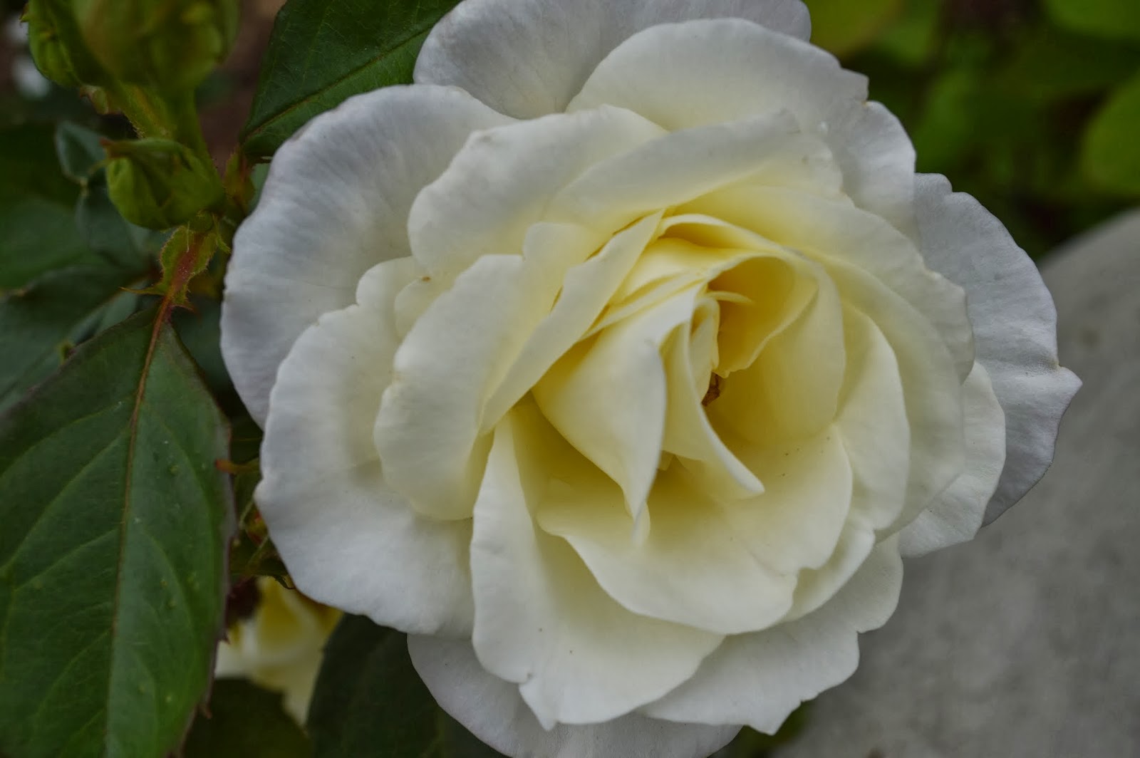 The Native American Perspective in Literature - Caroline Starr Rose