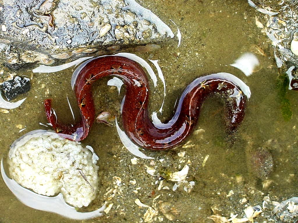 Buzz's Marine Life of Puget Sound: Eggs of the Intertidal