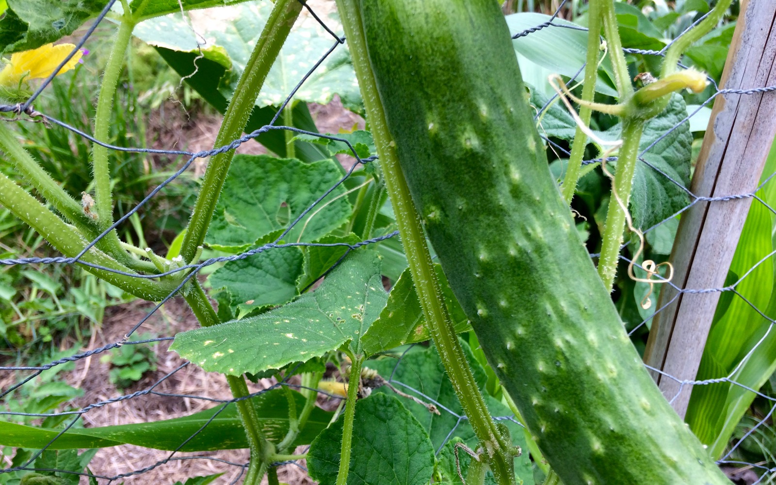 Garden Seed Bank with Morag Gamble - Our Permaculture Life