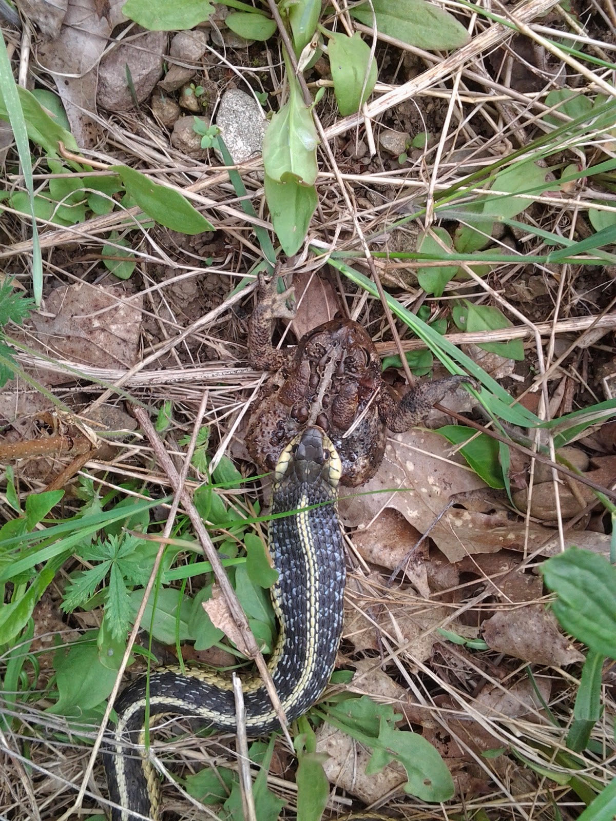 Wild Things: Eastern Garter Snake takes on American Toad