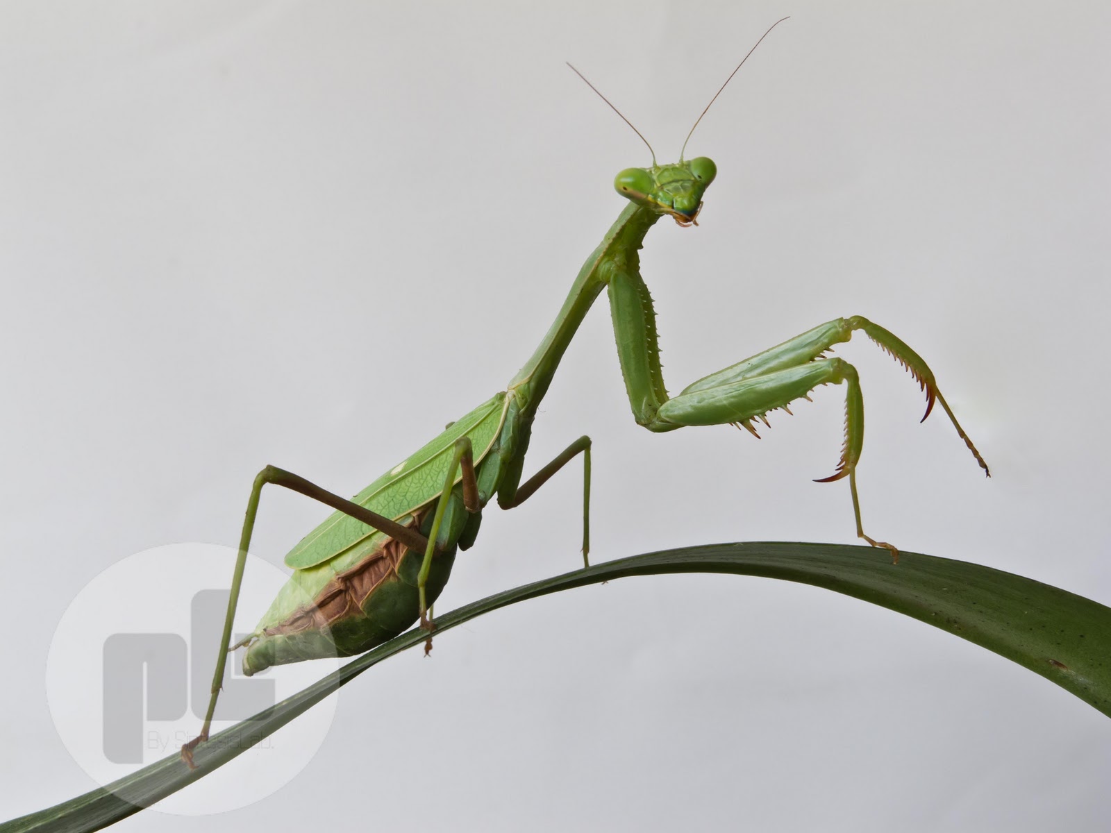 Campamocha. Insectos 2011 | Antonio Tachiquin