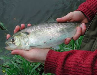 Artes de Pesca: VAMOS A PESCAR SABOGA