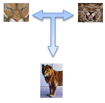 Leopons: Lion and Leopard Hybrid | Science Decoder