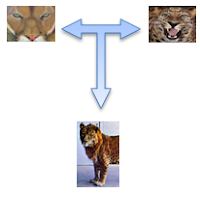 Leopons: Lion and Leopard Hybrid | Science Decoder