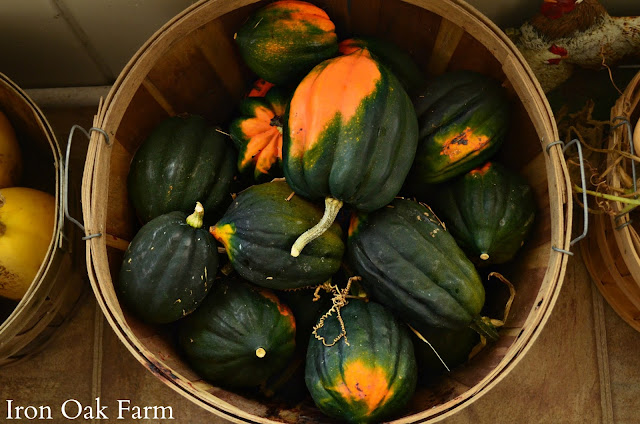 Iron Oak Farm: Table Queen Acorn Squash
