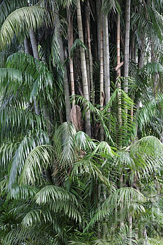 Flora dan Fauna Khas Riau | Sharing Bareng