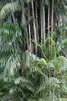 Flora dan Fauna Khas Riau | Sharing Bareng